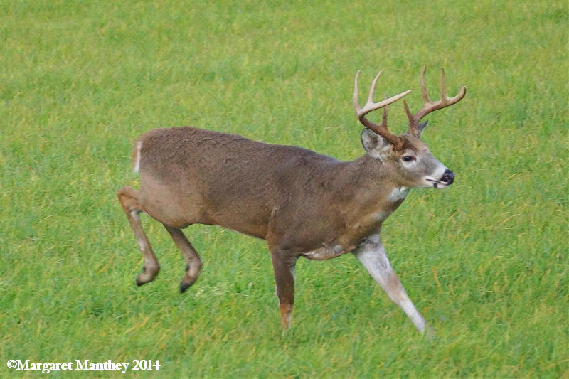 The Cortland Area Tribune